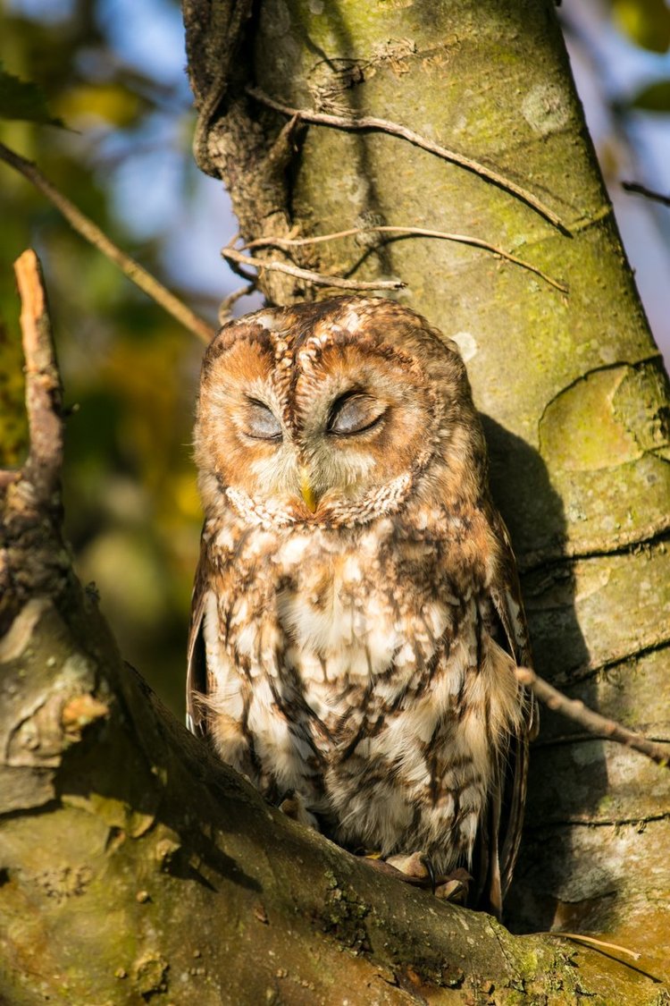 British Owls — Owl Conservation Project