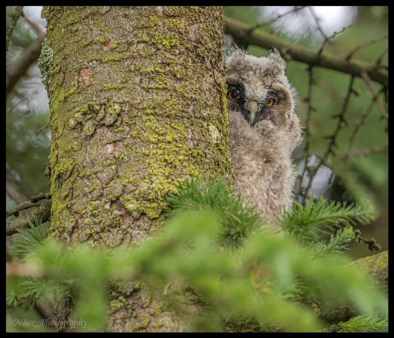Owl Conservation Project