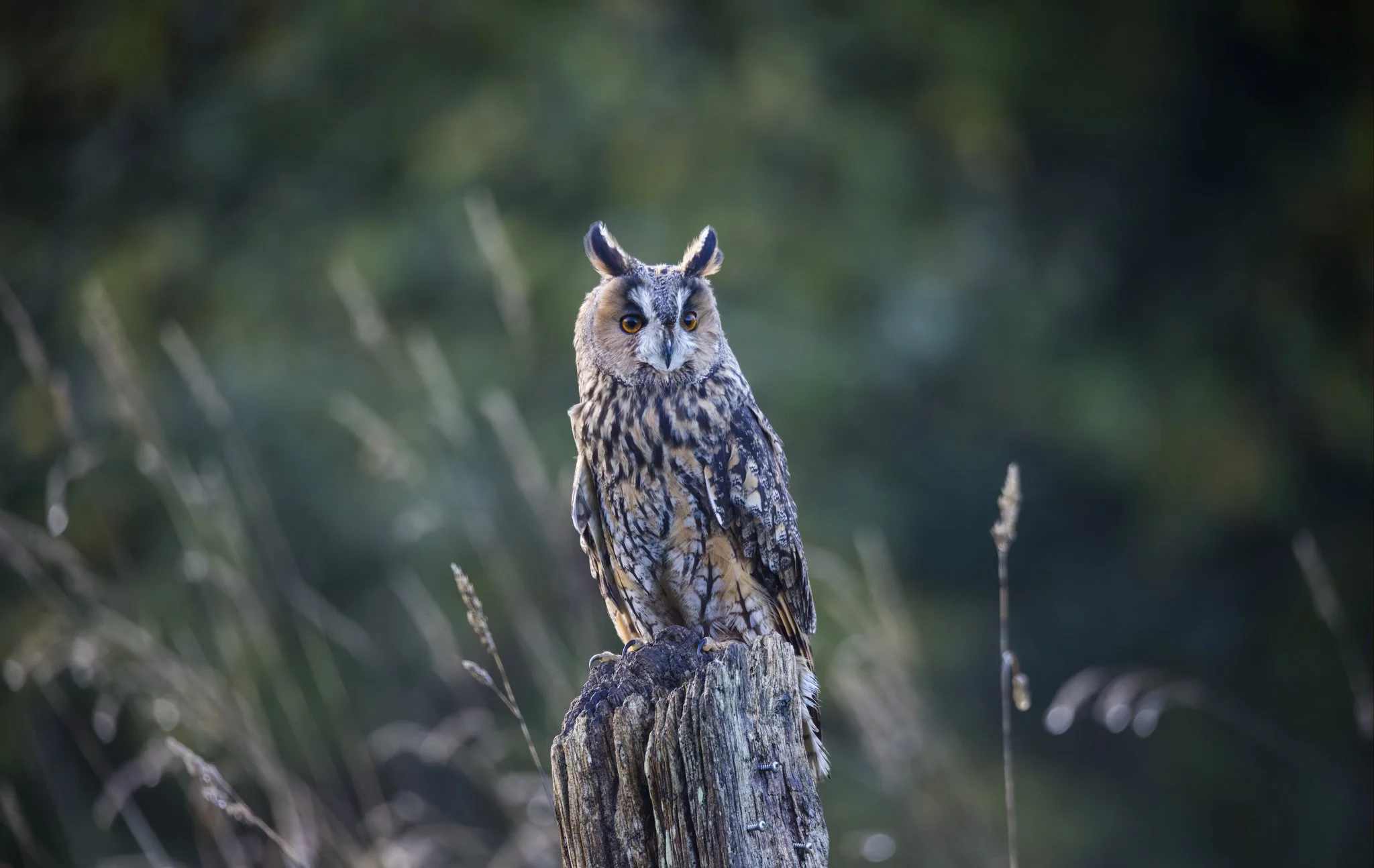 British Owls — Owl Conservation Project