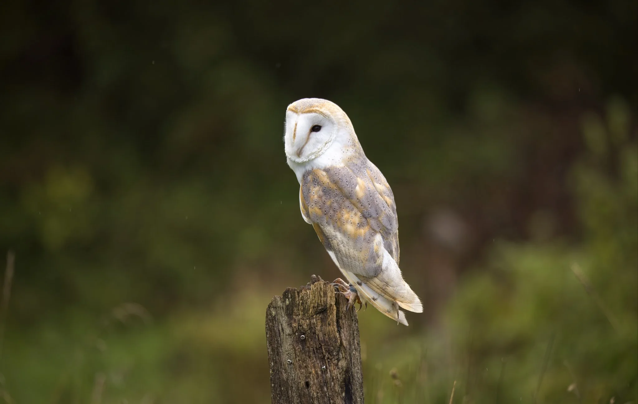 Owl Conservation Project