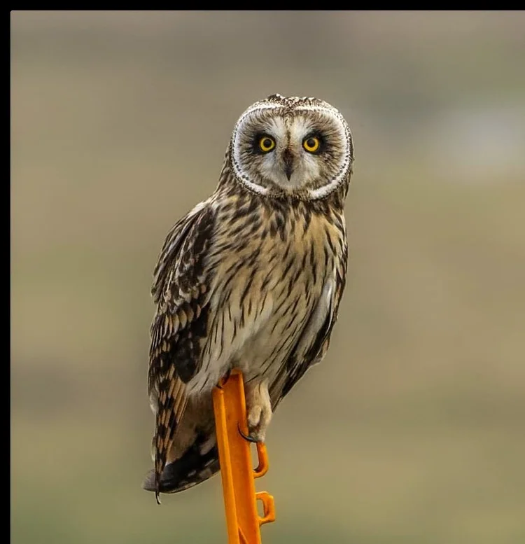 British Owls — Owl Conservation Project