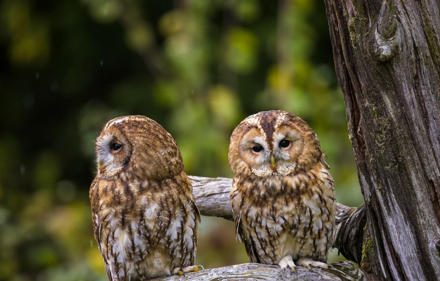 Owl Conservation Project