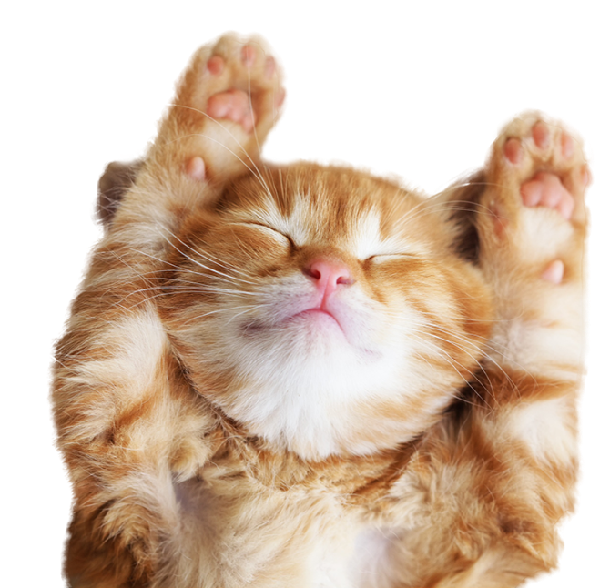 CAT GROOMING AT #1 CAT SALON | Treat Your Pet Today — The Grooming Retreat