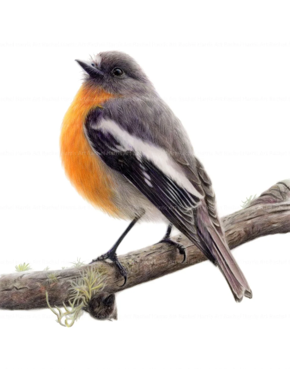 Gallery — Rachel Harris Art