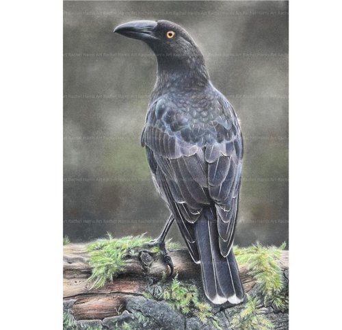 Gallery — Rachel Harris Art