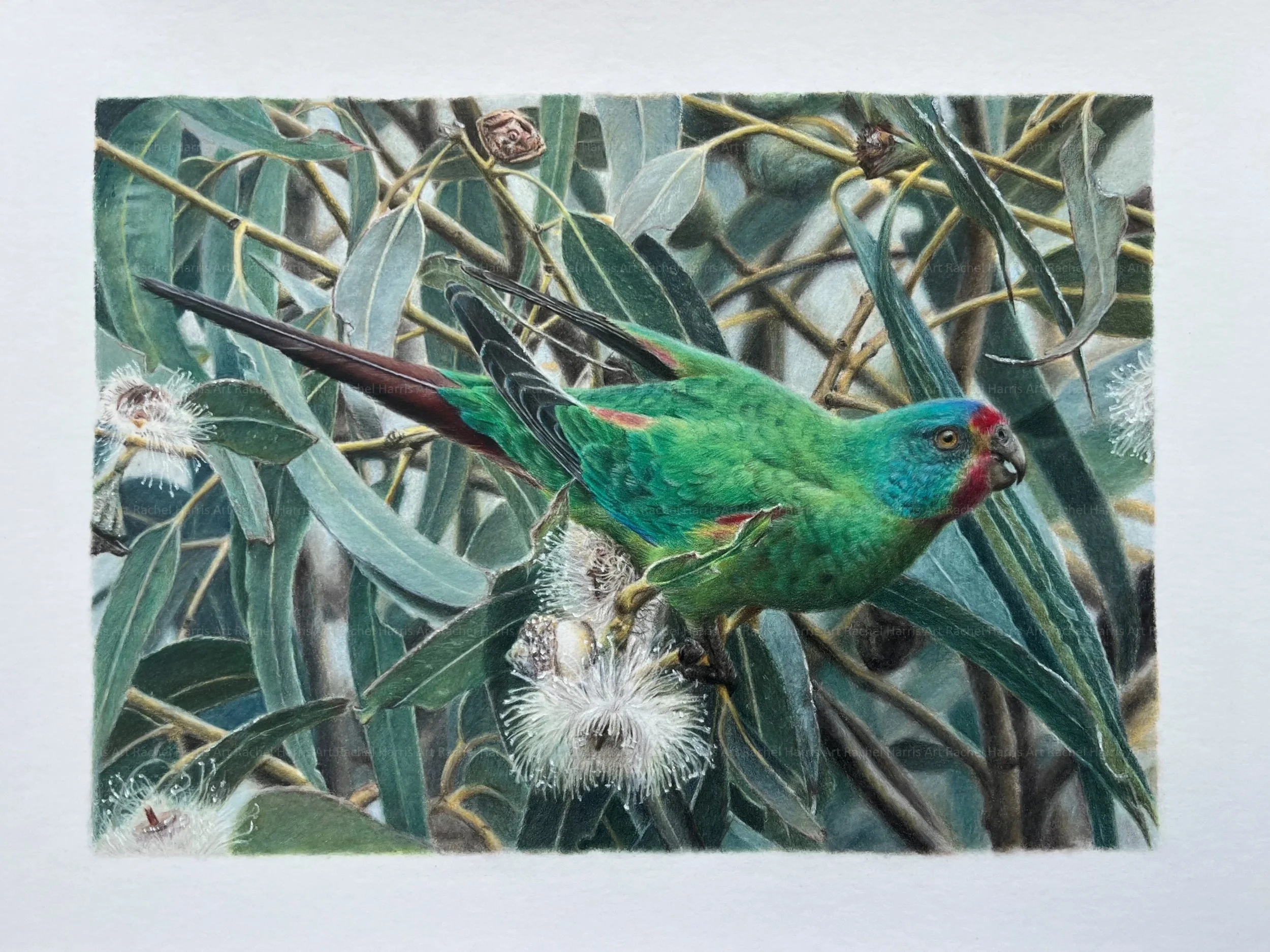 Gallery — Rachel Harris Art