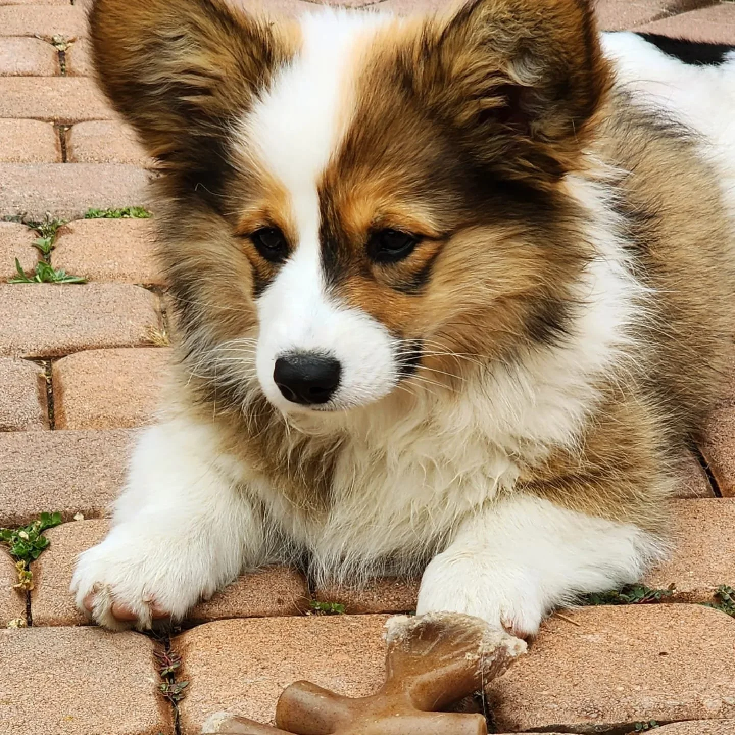 The Pack — Wigglebutts American Corgis