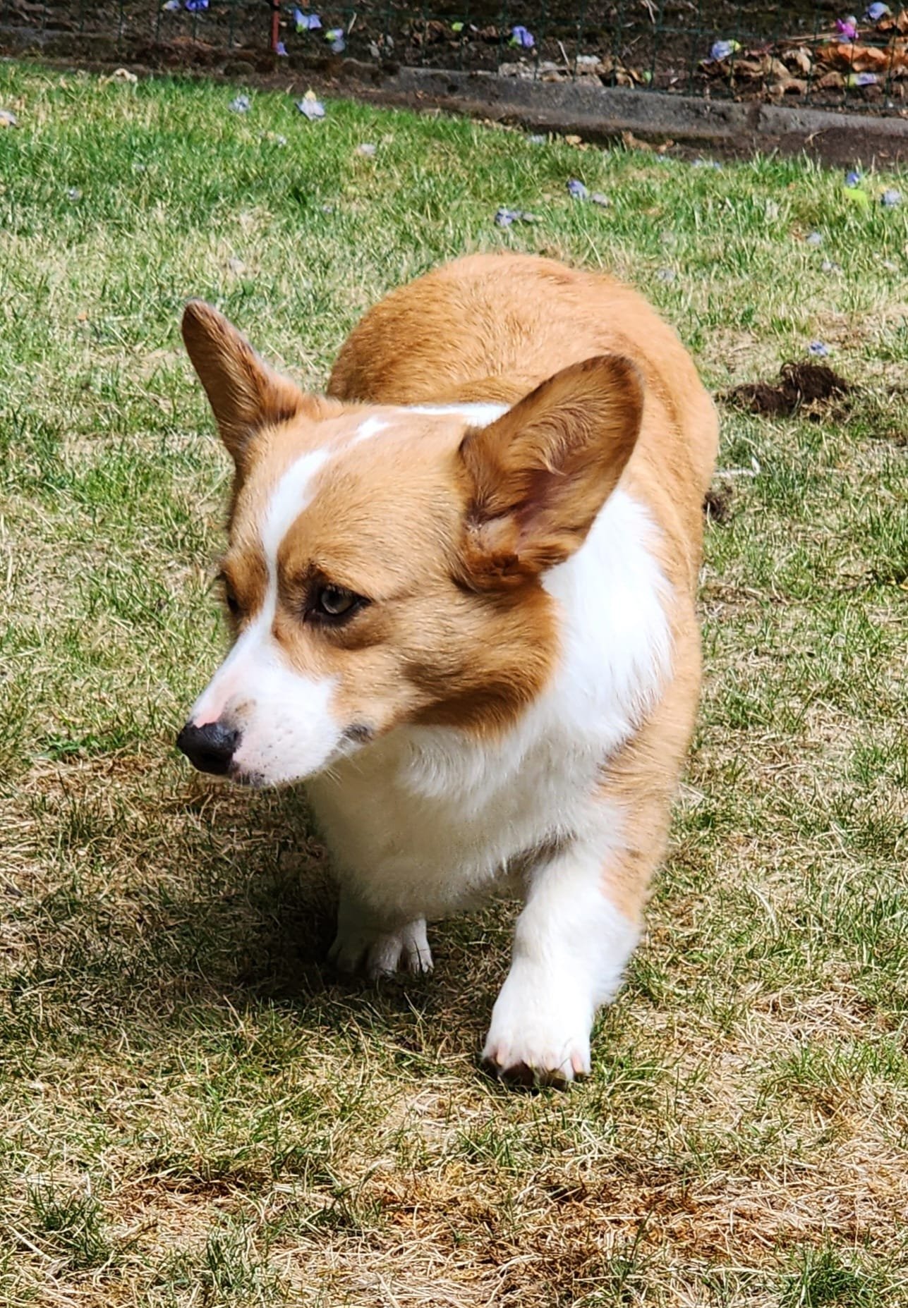 The Pack — Wigglebutts American Corgis