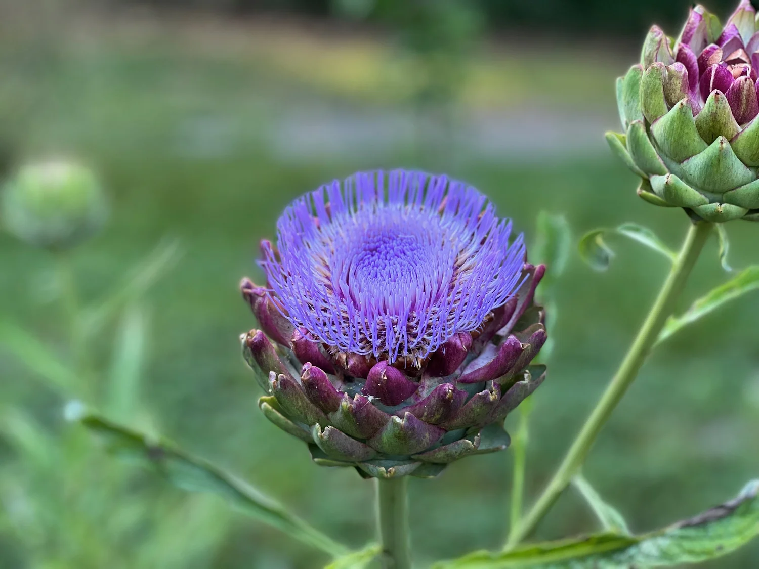 WILD SPROUT NURSERY