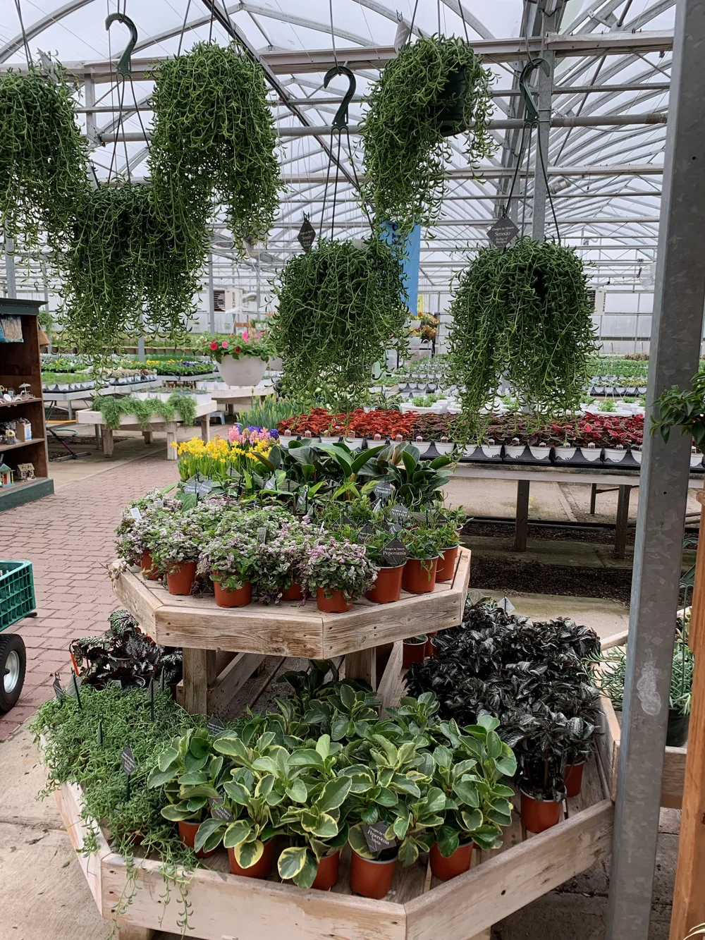 Plants/Shrubs/Trees — Spring Valley Gardens