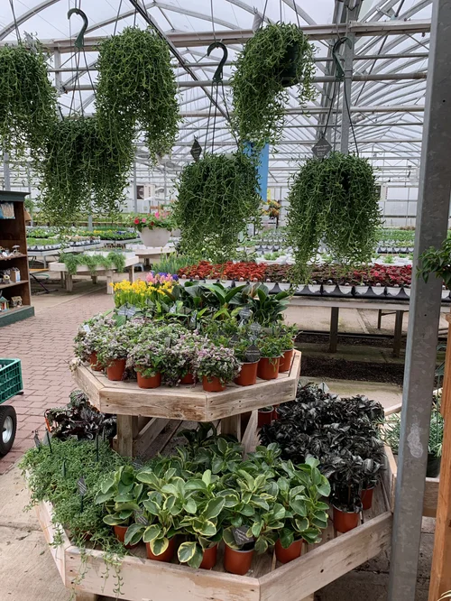 Plants/Shrubs/Trees — Spring Valley Gardens