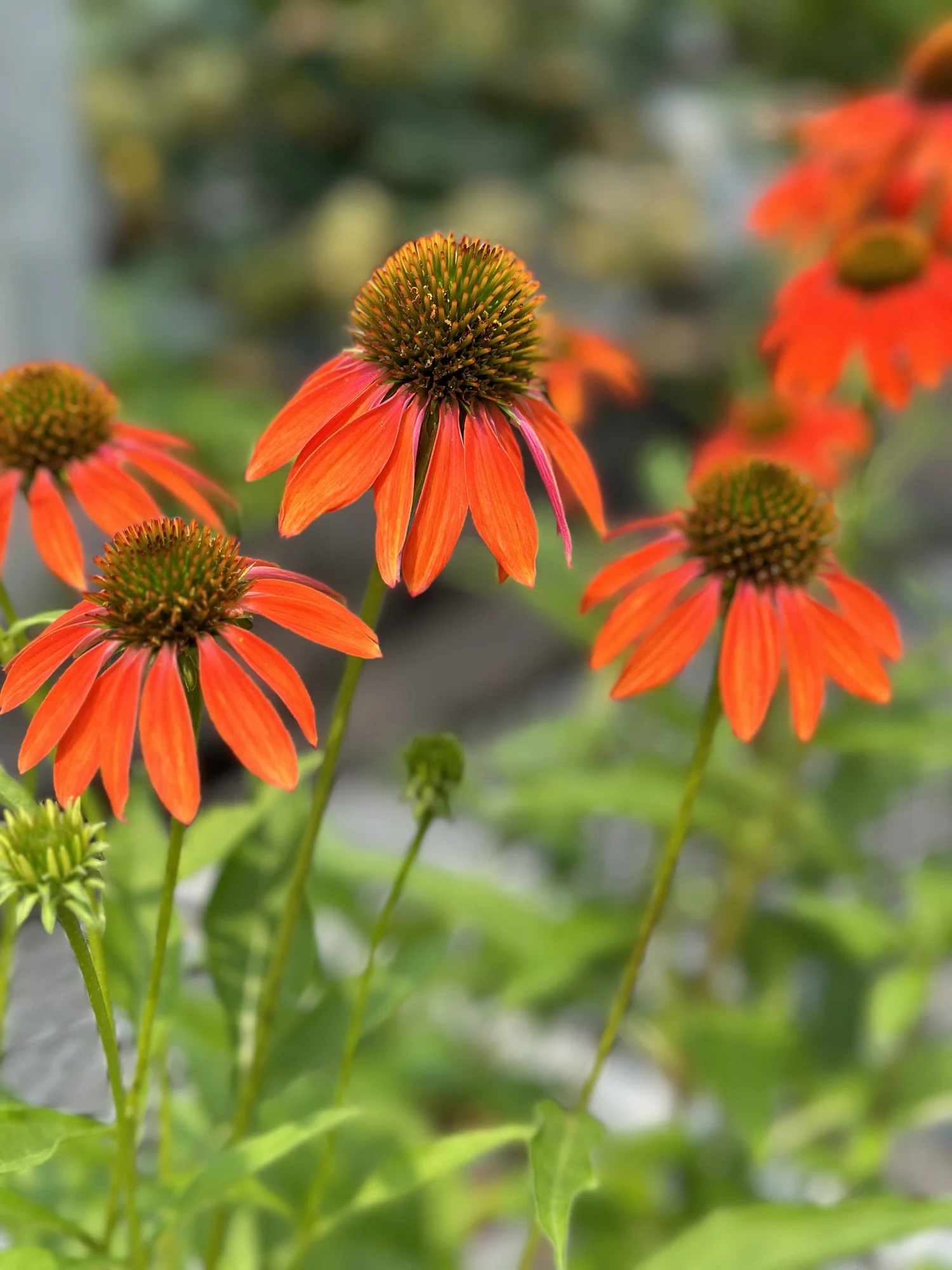 Plants/Shrubs/Trees — Spring Valley Gardens