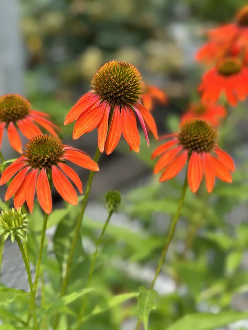 Plants/Shrubs/Trees — Spring Valley Gardens