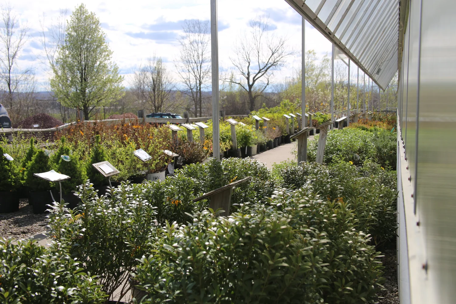 Plants/Shrubs/Trees — Spring Valley Gardens