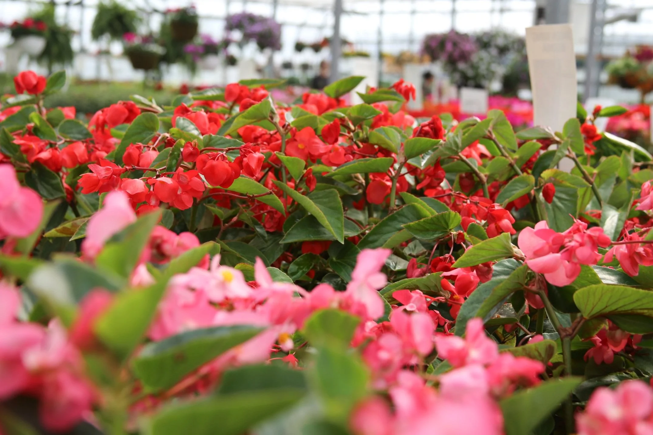 Plants/Shrubs/Trees — Spring Valley Gardens