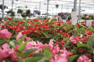 Spring Valley Gardens