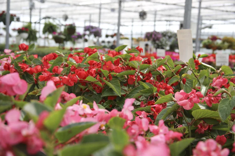 Spring Valley Gardens