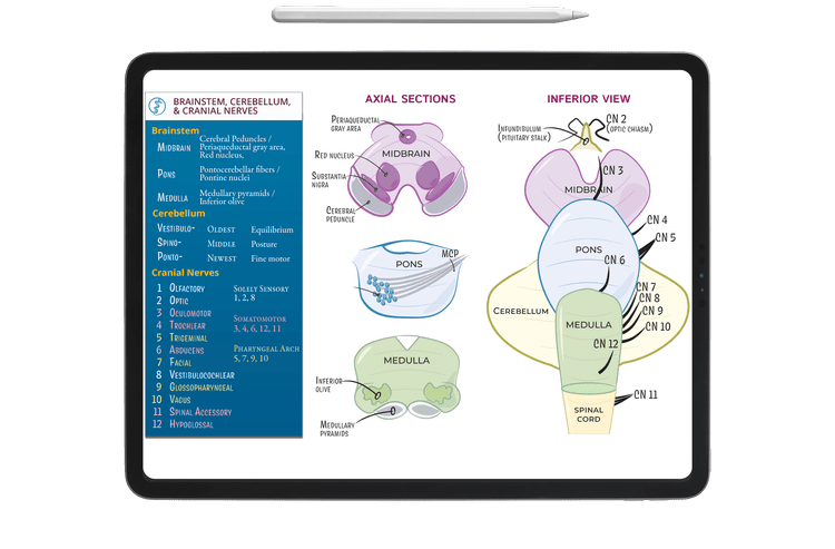 Ditki Medical & Biological Sciences
