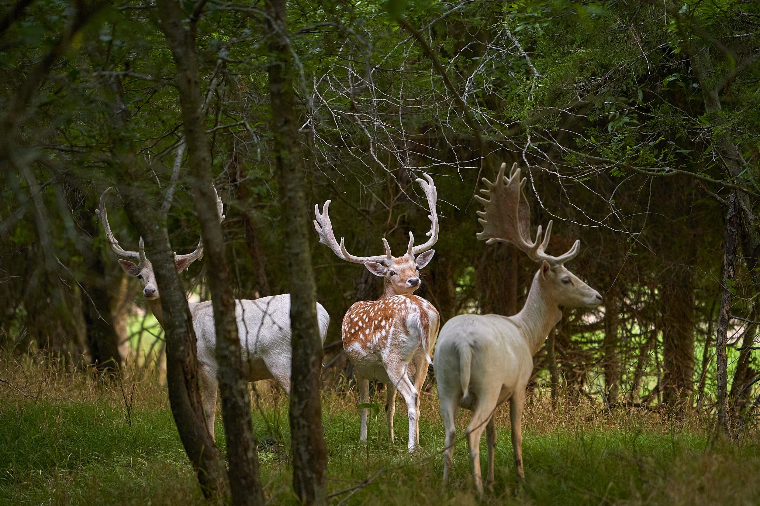 Exotic Hunts — 10-2-4 Ranch