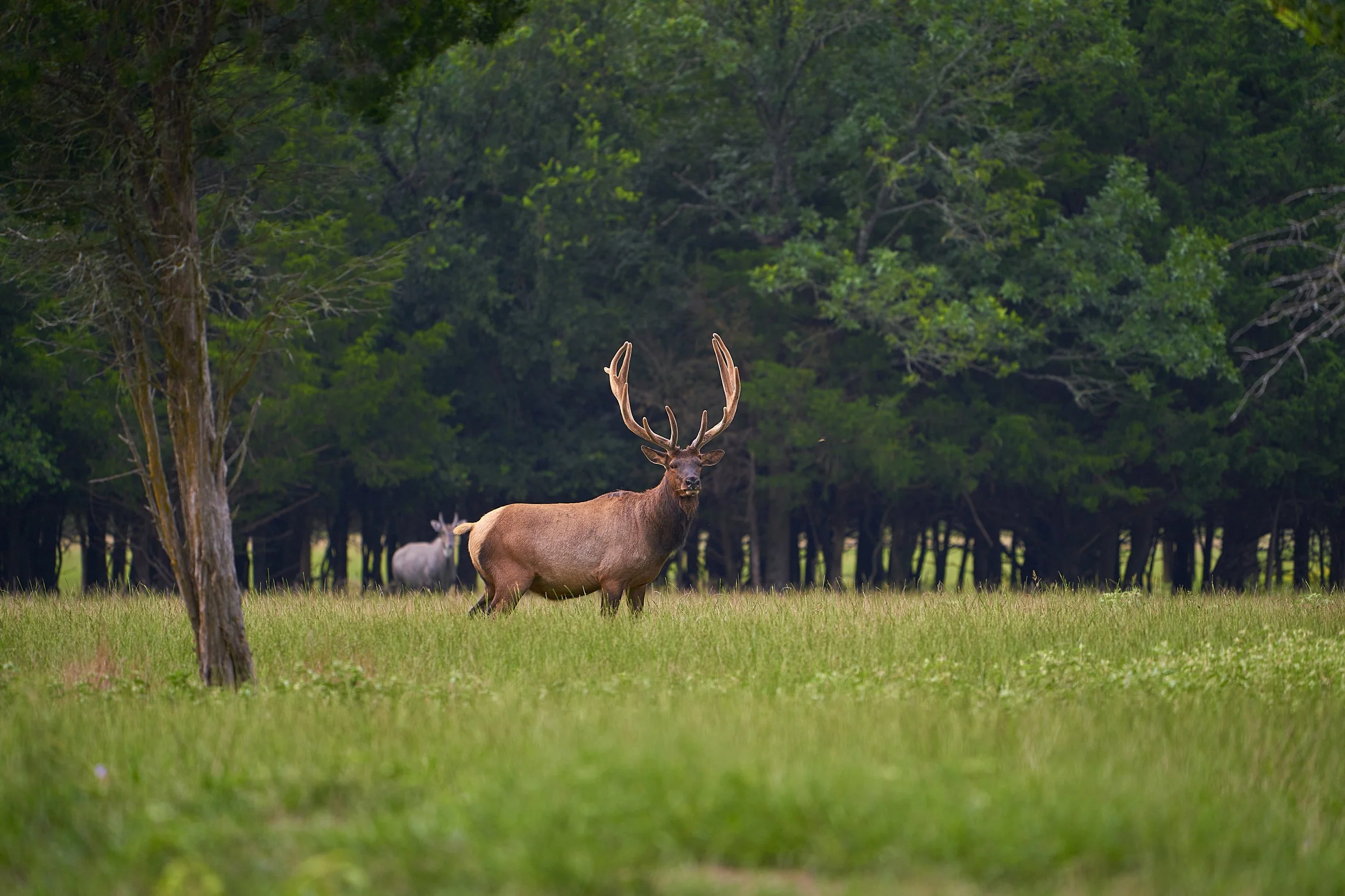 Exotic Hunts — 10-2-4 Ranch