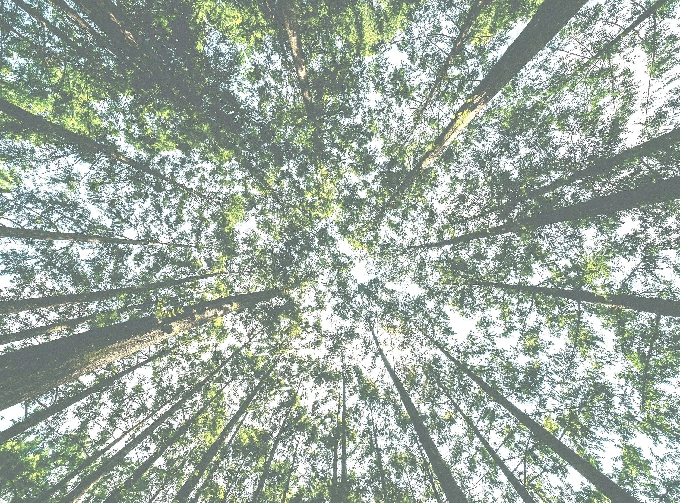 Boston University Supplemental Essays — UPgraded