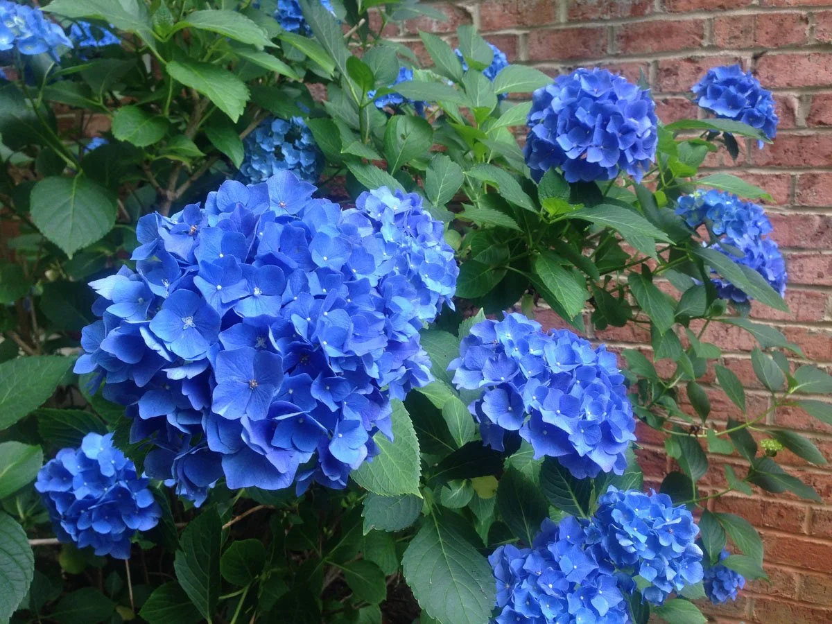 Top 10 Shade Plants for North Houston — Warren's Southern Gardens