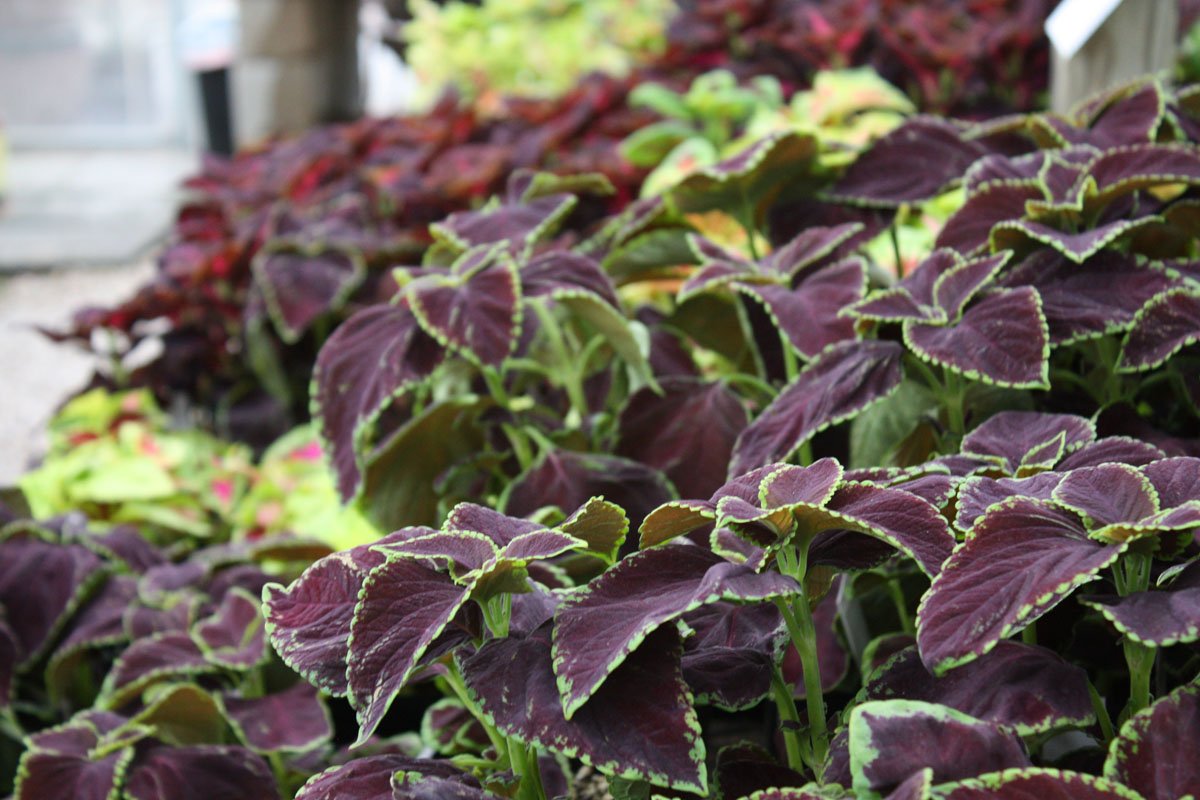 Top 10 Shade Plants for North Houston — Warren's Southern Gardens