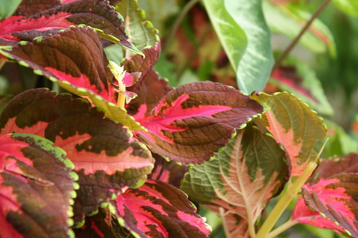 Top 10 Shade Plants for North Houston — Warren's Southern Gardens