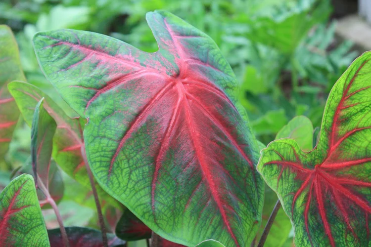 Top 10 Shade Plants for North Houston — Warren's Southern Gardens