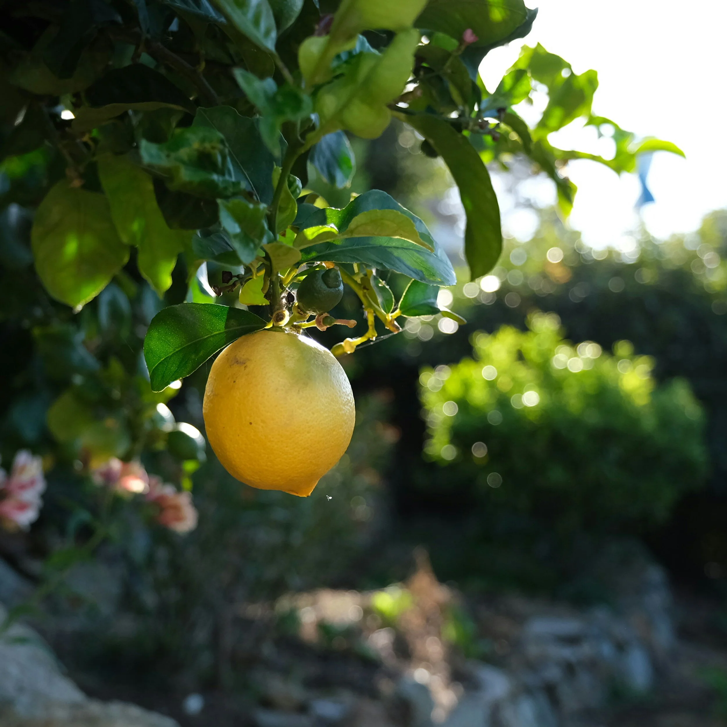 Citrus, Fruiting Trees, And Shrubs — Warren's Southern Gardens