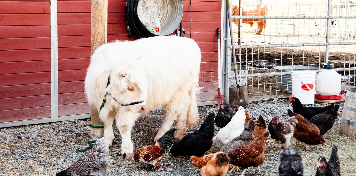 Upcoming Events — Freedom Farms