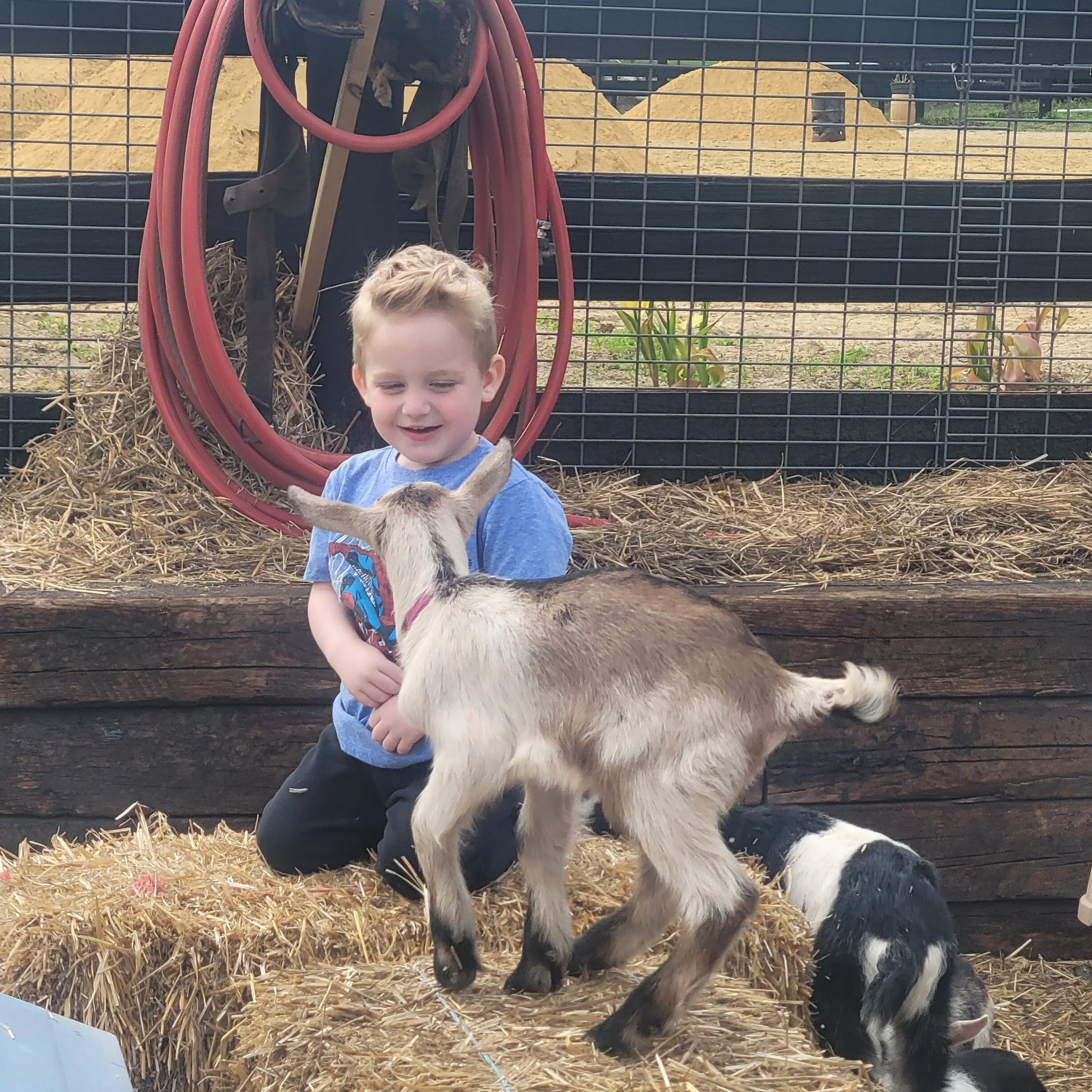 Petting Zoo — Fox Run Acres