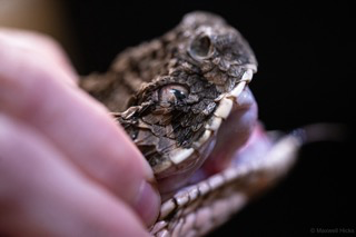 Exploring Viper Venoms — Asclepius Snakebite Foundation