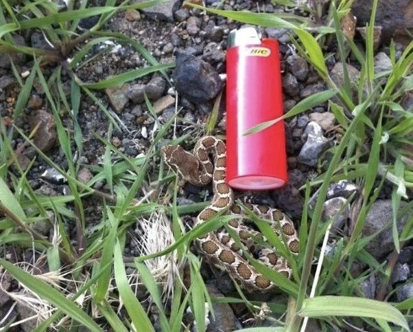 Are Baby Snakes Really More Dangerous Than Adults? — Asclepius ...