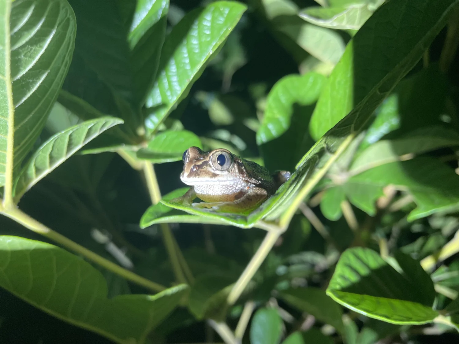 Snakebite Terms Explained — Asclepius Snakebite Foundation