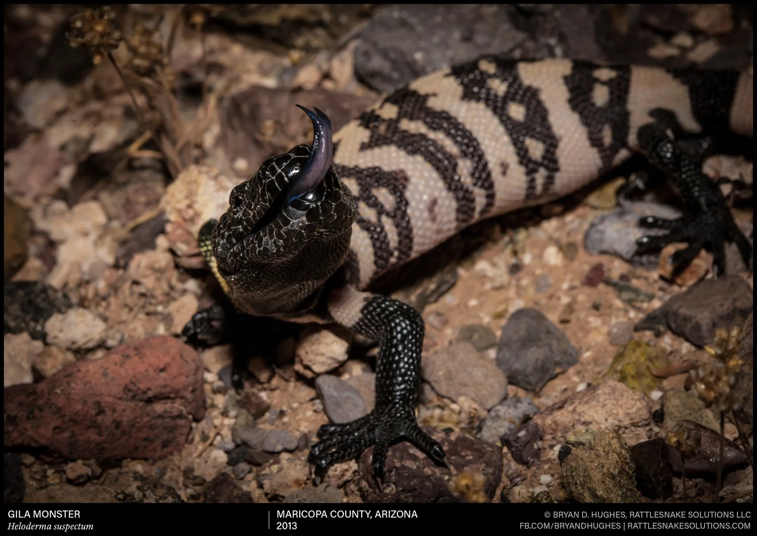 Gila Monster: Understanding Venom and Rare Deaths — Asclepius Snakebite ...