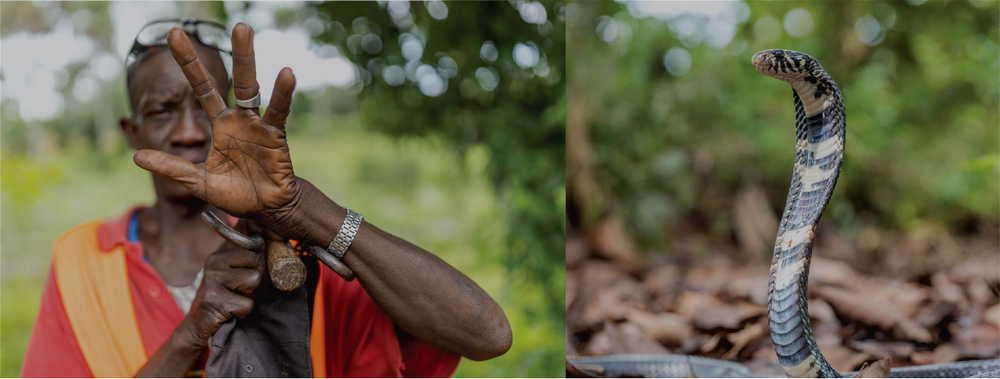 Asclepius Snakebite Foundation