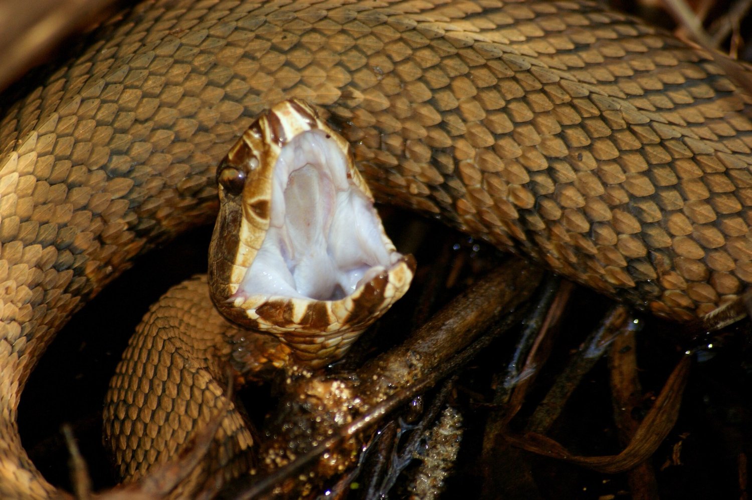 Snakebite Treatment: Past, Present, and Future — Asclepius Snakebite ...