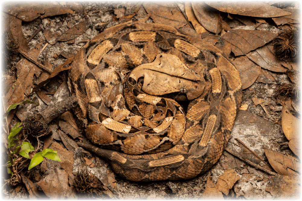 Learn about snakebites from the expert's blogs — Asclepius Snakebite ...