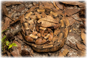 Learn about snakebites from the expert's blogs — Asclepius Snakebite ...