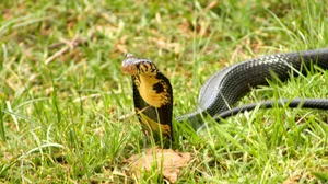 How to Survive a Snakebite in the Wilderness — Asclepius Snakebite ...