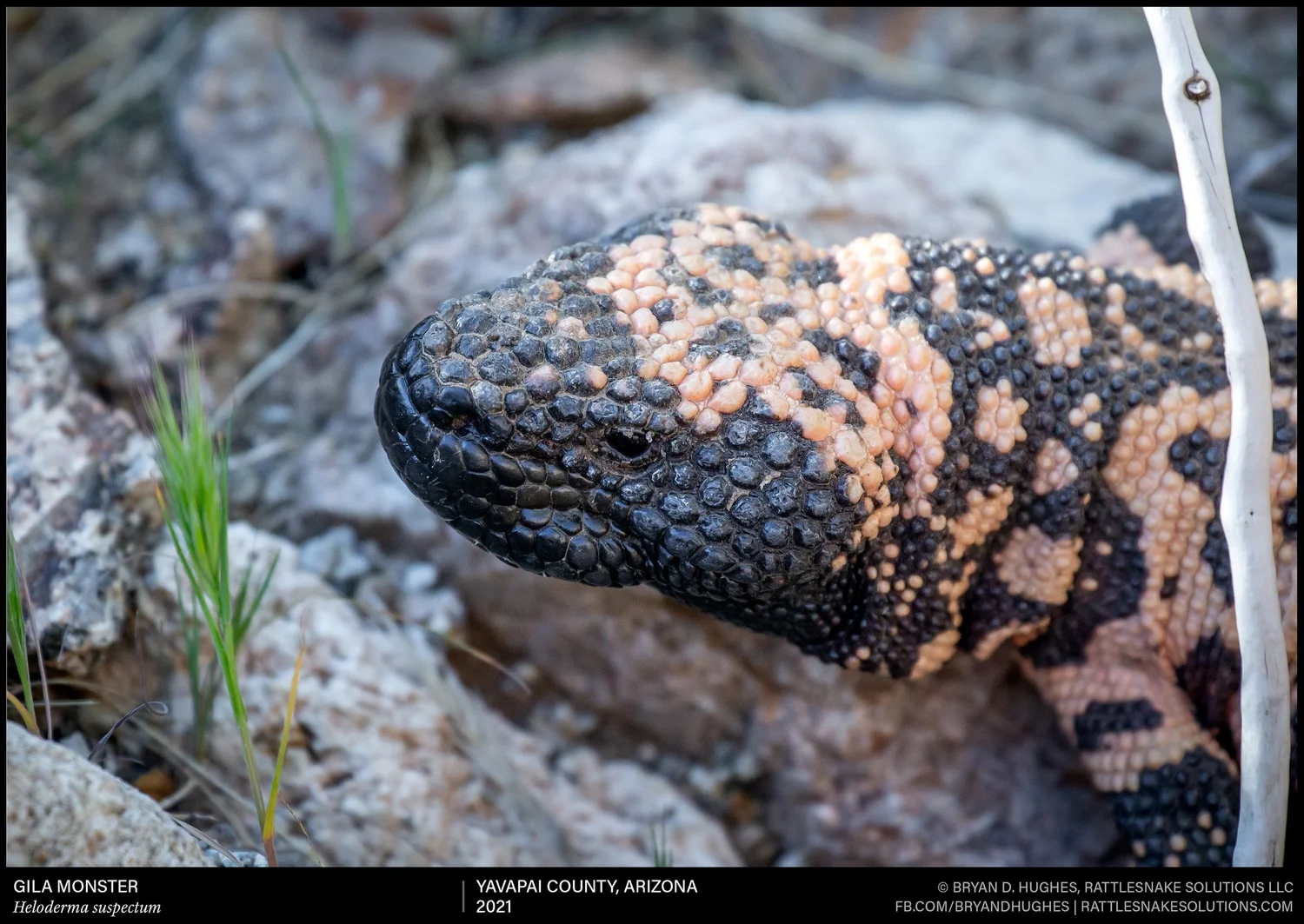 Gila Monster: Understanding Venom and Rare Deaths — Asclepius Snakebite ...