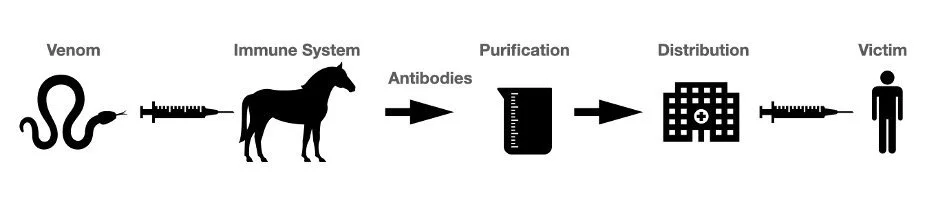 How is Antivenom Made? — Asclepius Snakebite Foundation