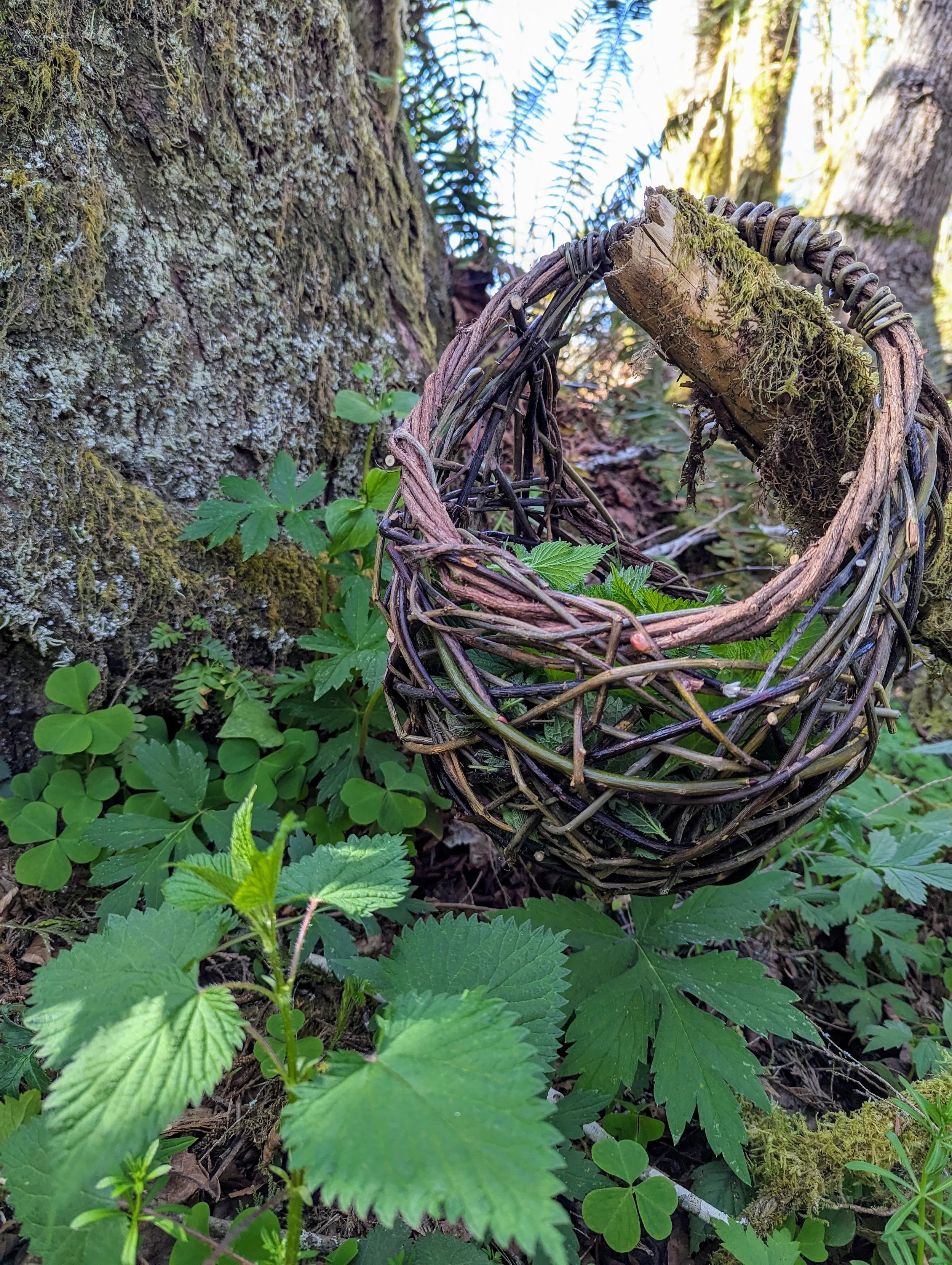 Gallery - Baskets - Wild Crafts — Field and Forest Crafts