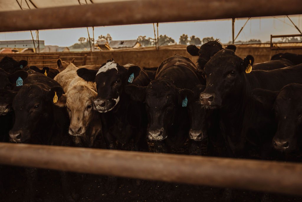 Farm Fresh Beef, Pork & More - Shivers Farms | Bondurant, Iowa