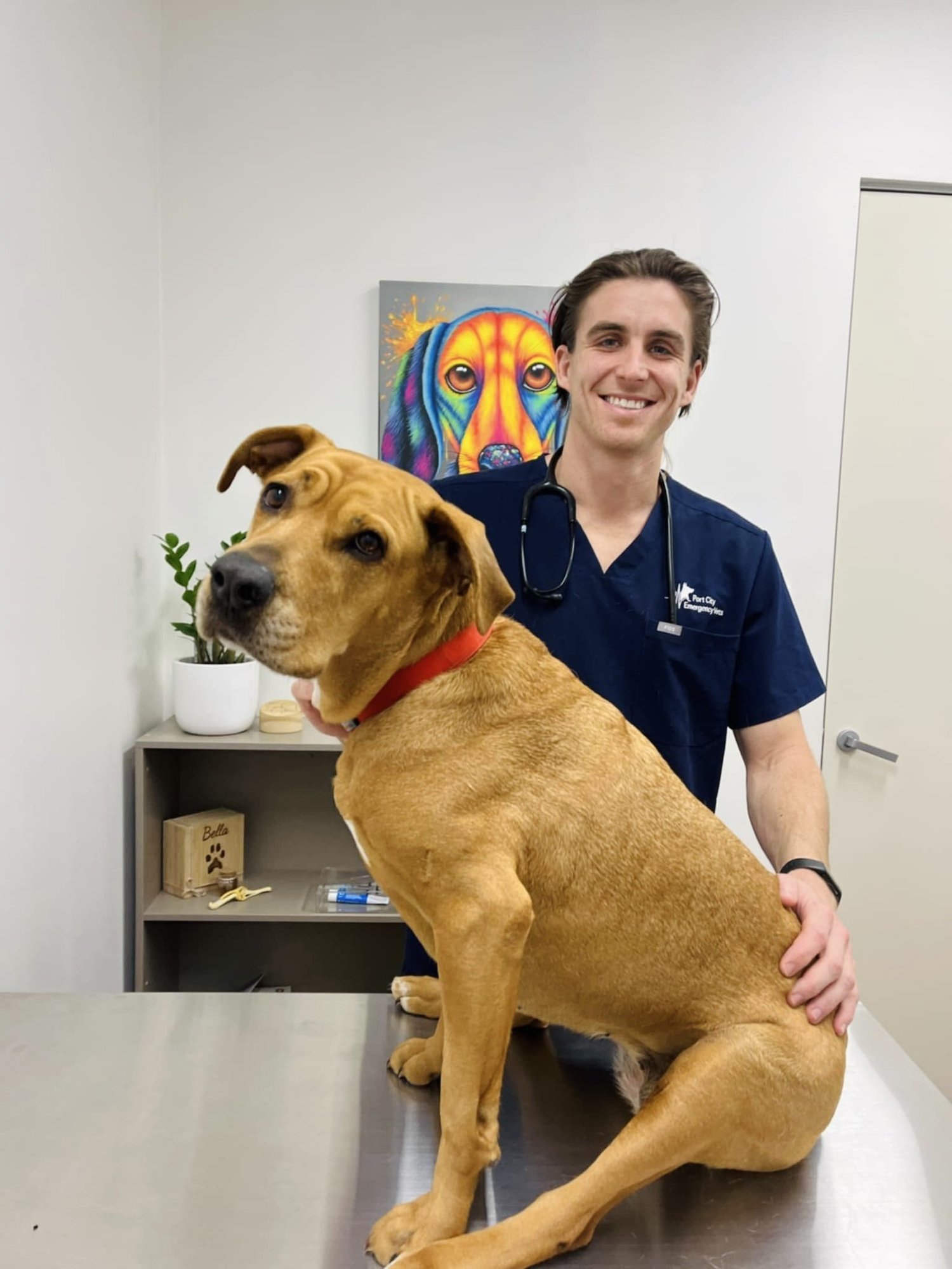 About | Discover Our Mission — Port City Emergency Vet