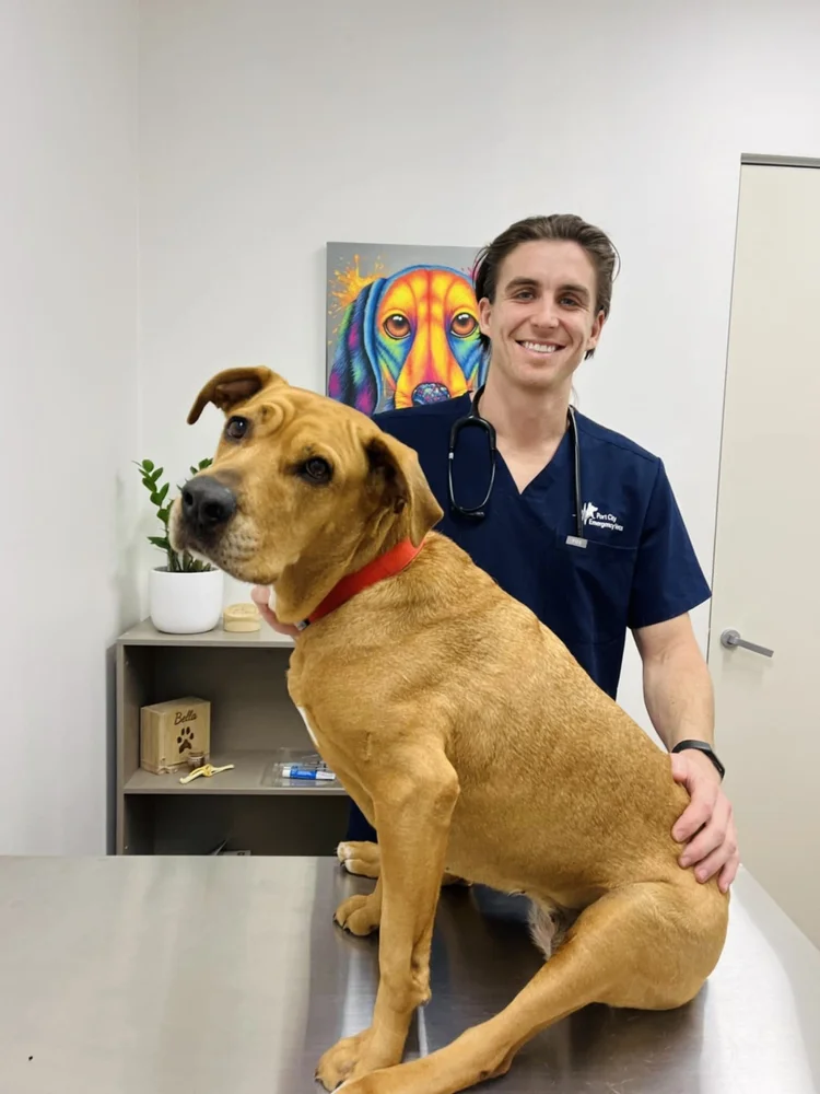 About | Discover Our Mission — Port City Emergency Vet