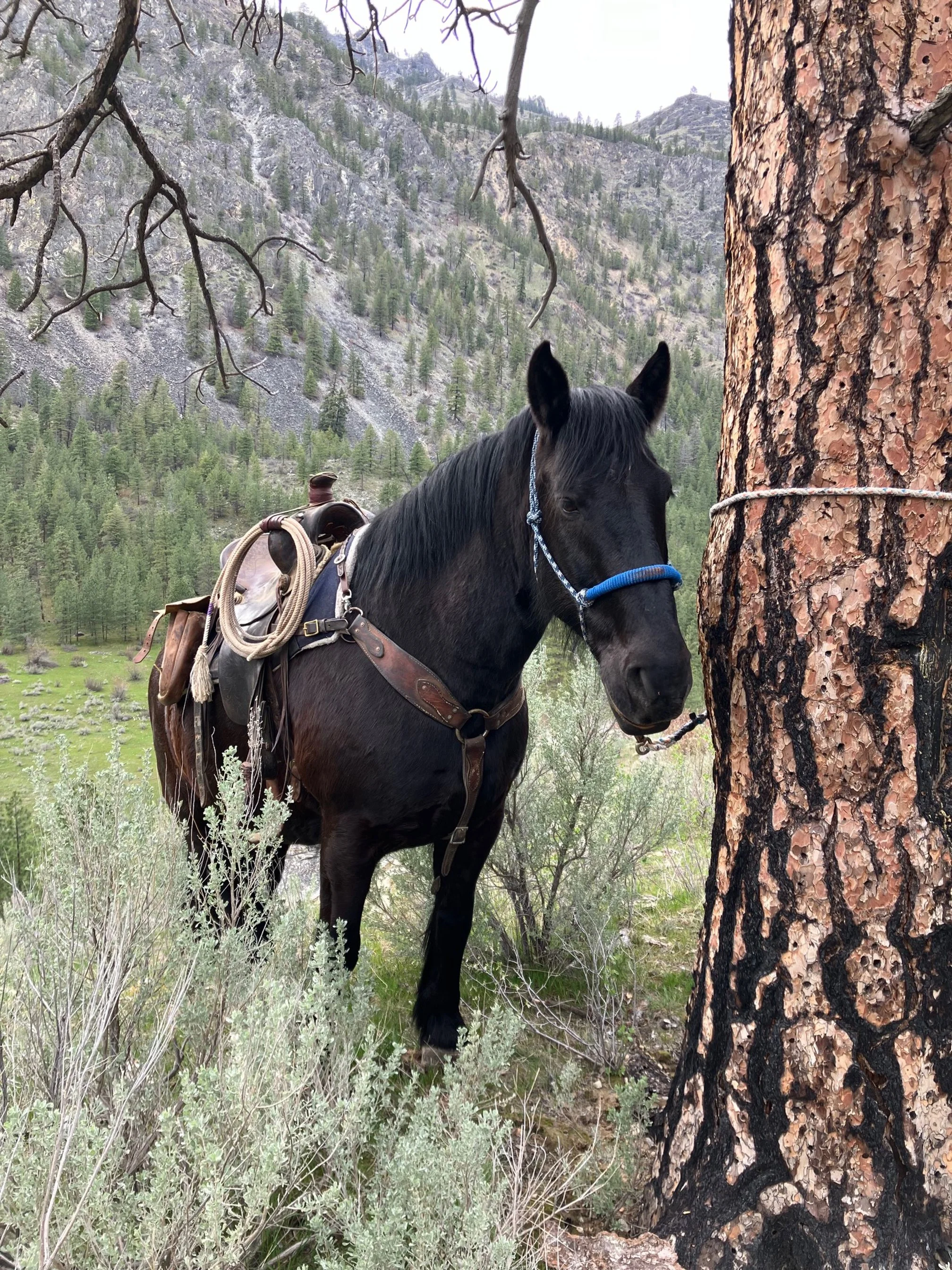 Whistlin' Pine Ranch | Horseback Riding — Whistlin' Pine Ranch