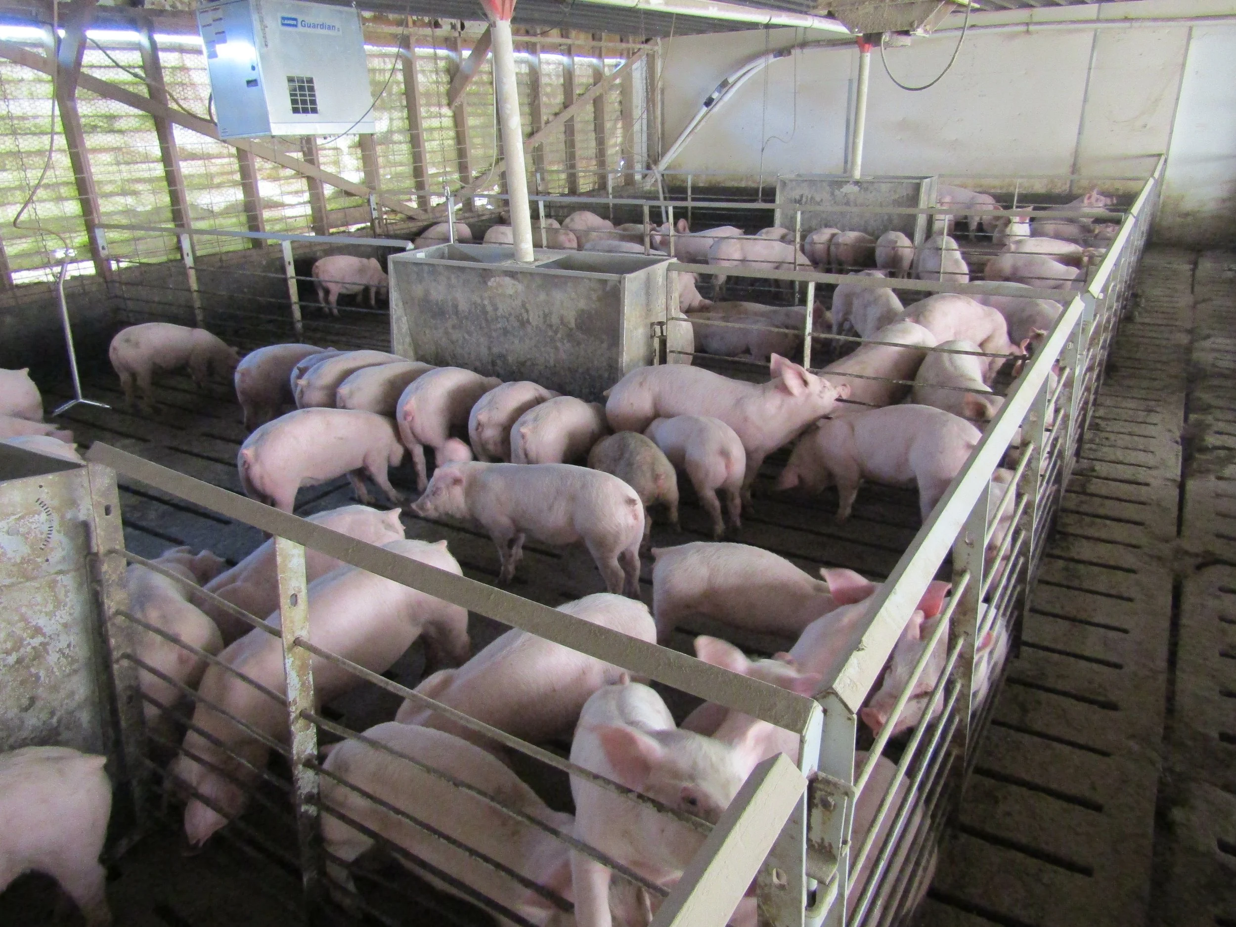 Butchering Services — Shale Spring Meats