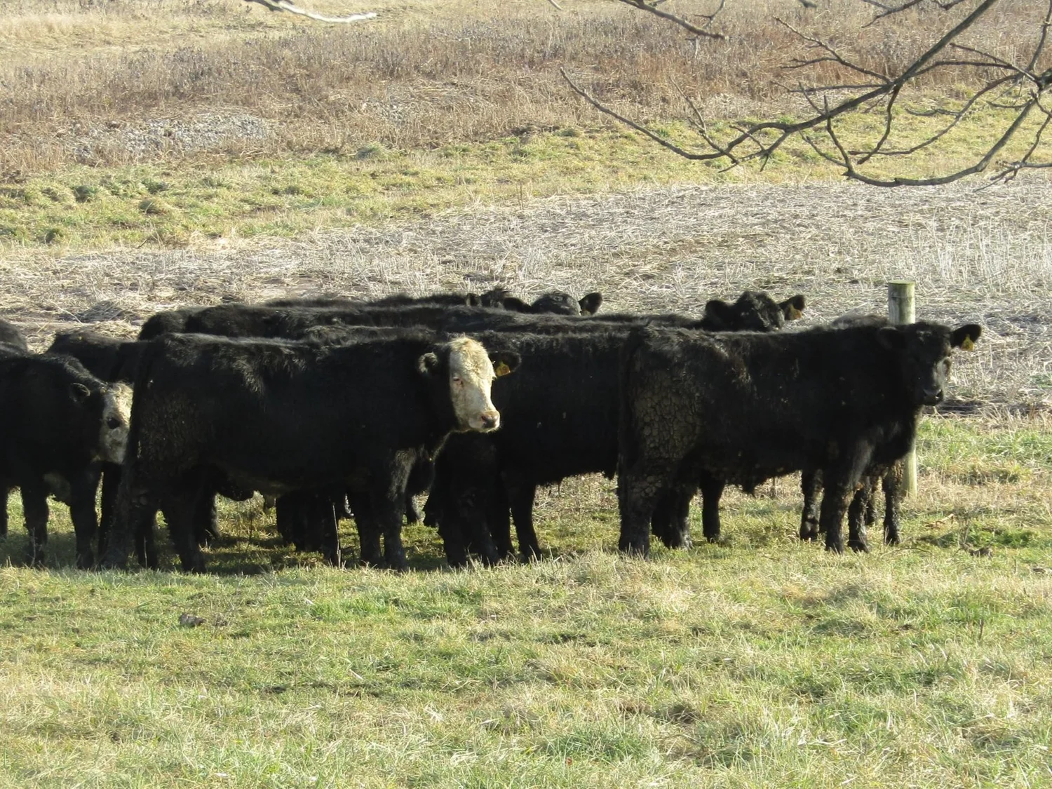 Butchering Services — Shale Spring Meats